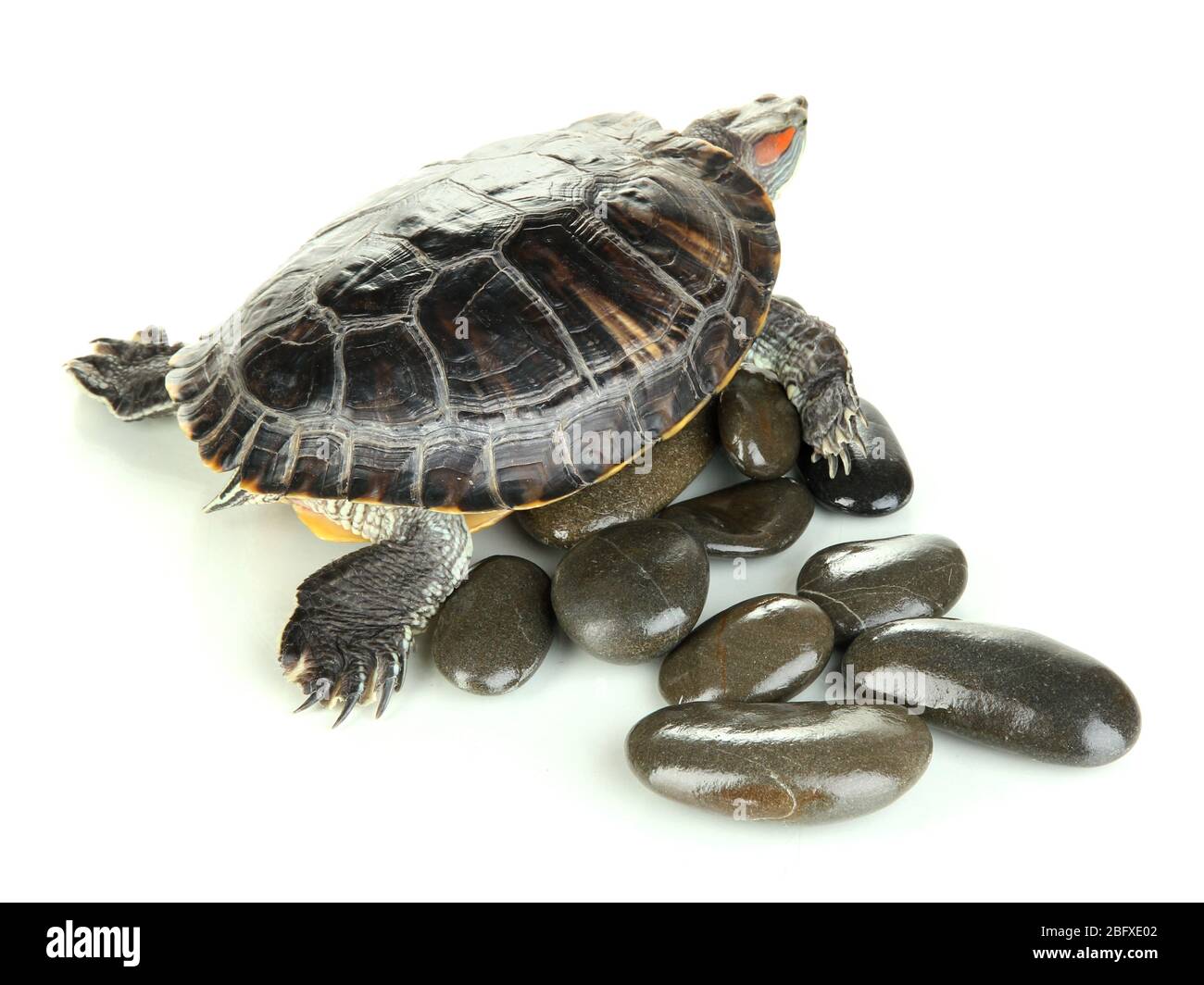 red ear turtle isolated on white Stock Photo - Alamy