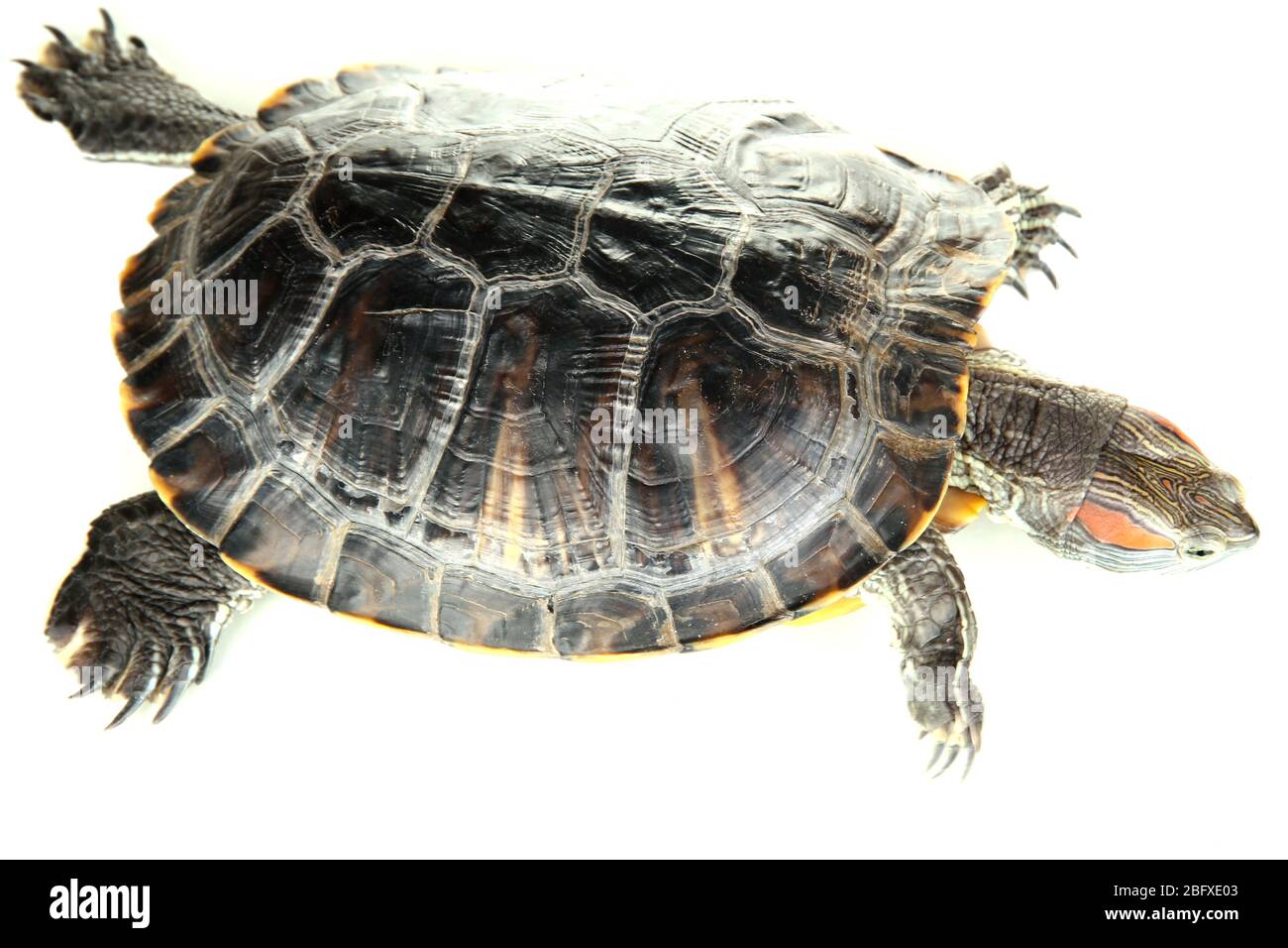 red ear turtle isolated on white Stock Photo - Alamy
