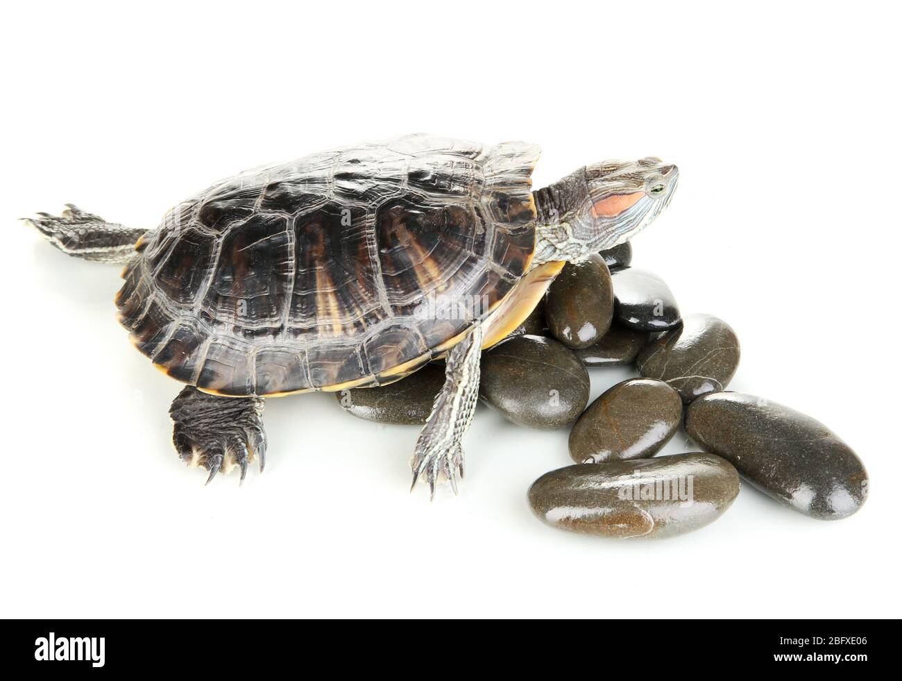 red ear turtle isolated on white Stock Photo - Alamy