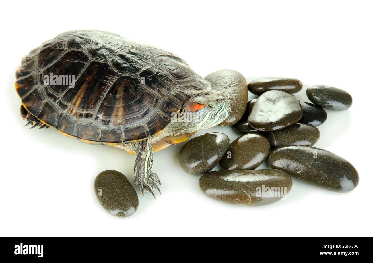 red ear turtle isolated on white Stock Photo - Alamy