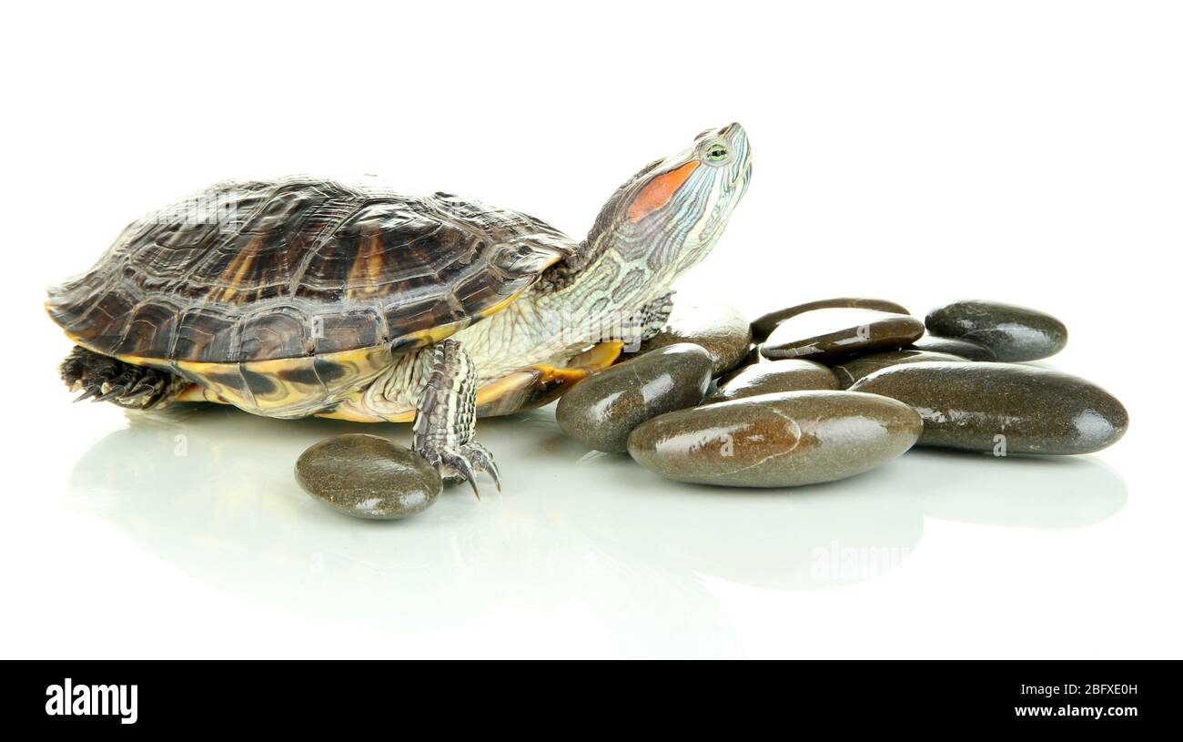 red ear turtle isolated on white Stock Photo - Alamy