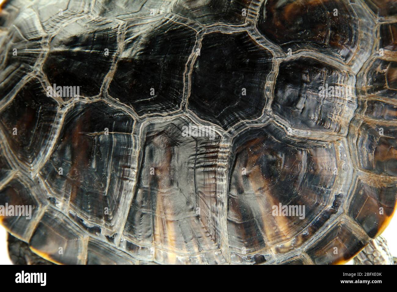 turtle shell close-up Stock Photo - Alamy