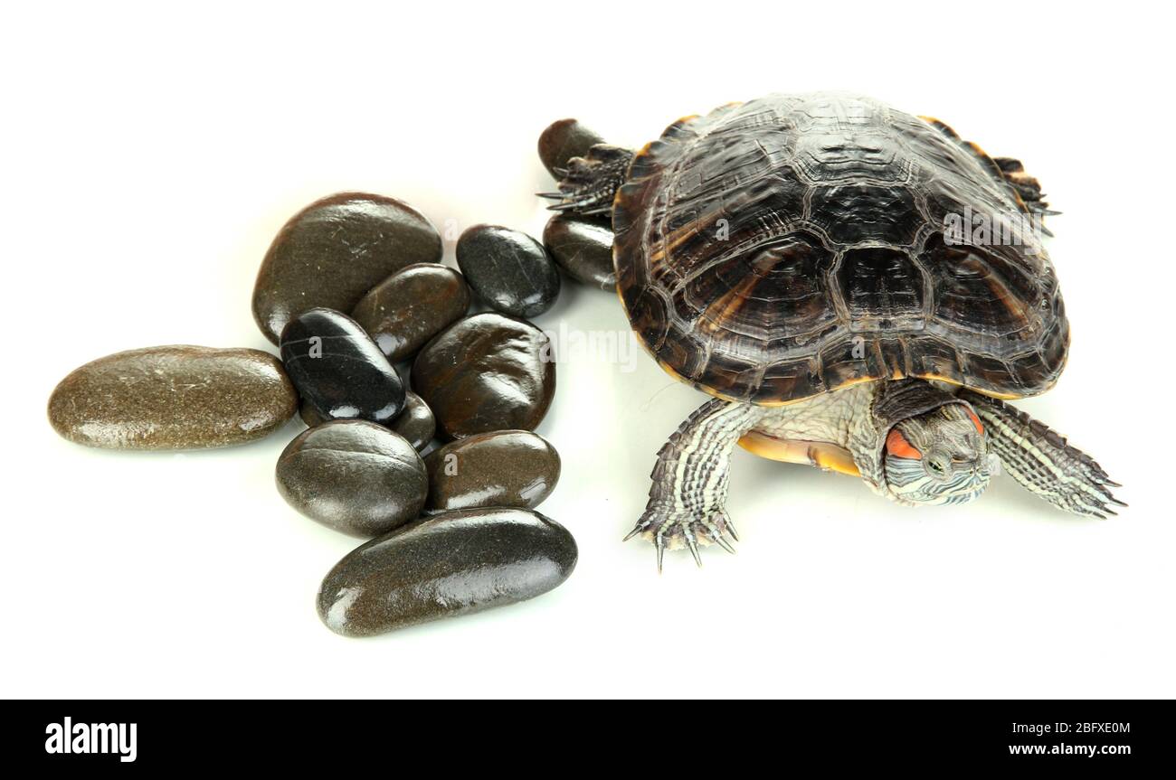 red ear turtle isolated on white Stock Photo - Alamy