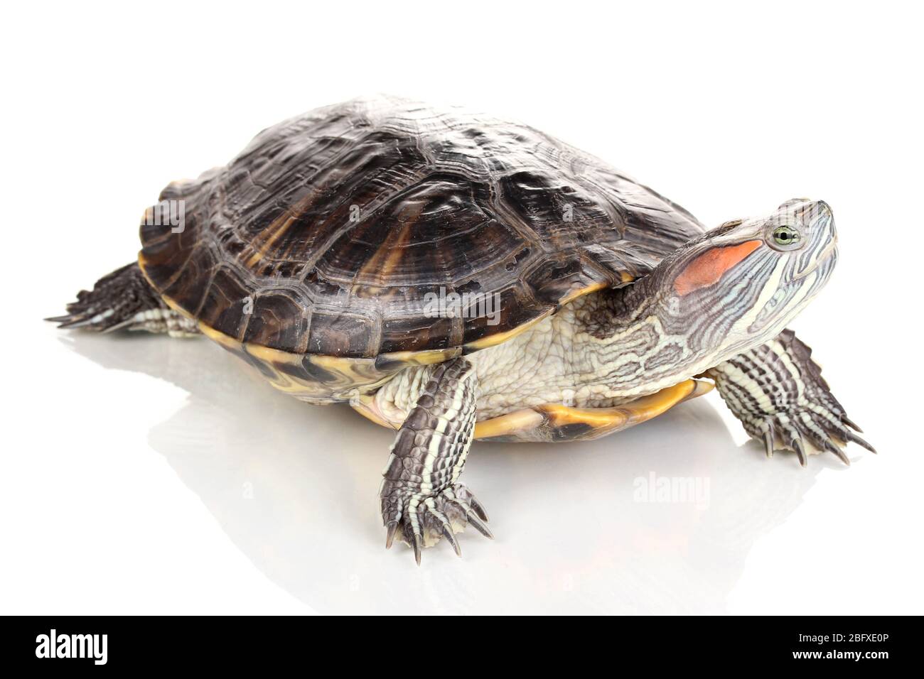 red ear turtle isolated on white Stock Photo - Alamy