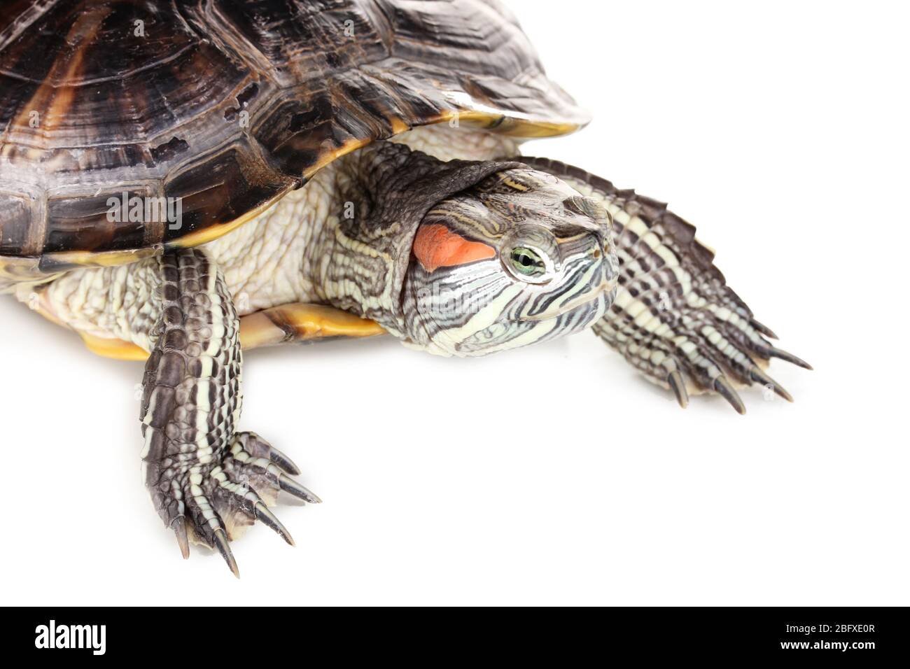 red ear turtle isolated on white Stock Photo - Alamy