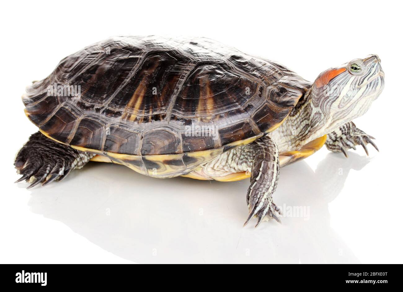 red ear turtle isolated on white Stock Photo - Alamy