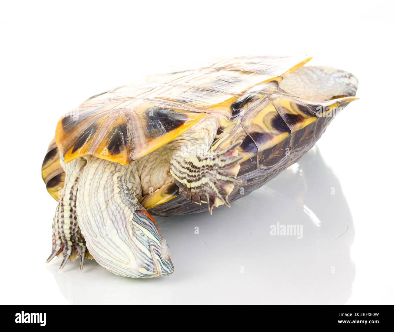 red ear turtle isolated on white Stock Photo - Alamy