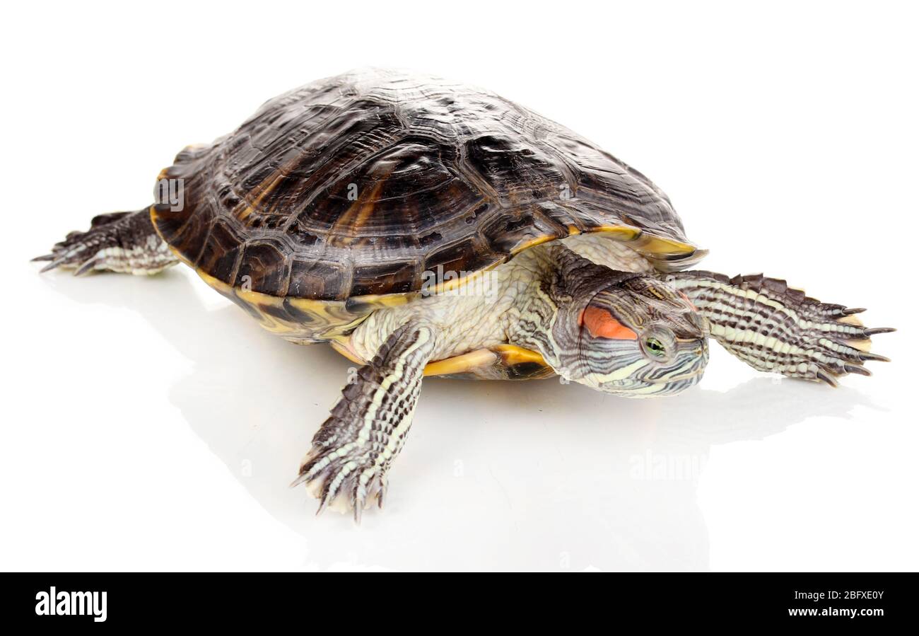 red ear turtle isolated on white Stock Photo - Alamy