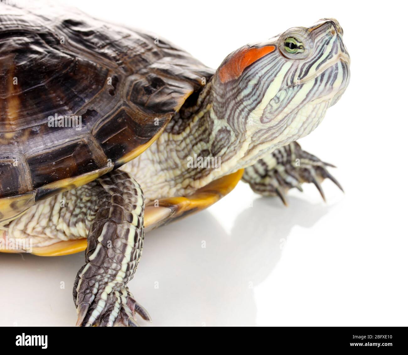 red ear turtle isolated on white Stock Photo - Alamy