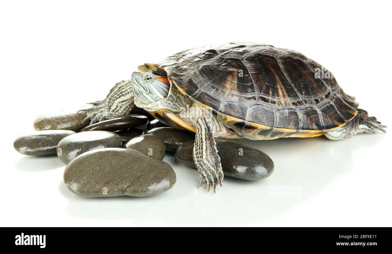 red ear turtle isolated on white Stock Photo - Alamy