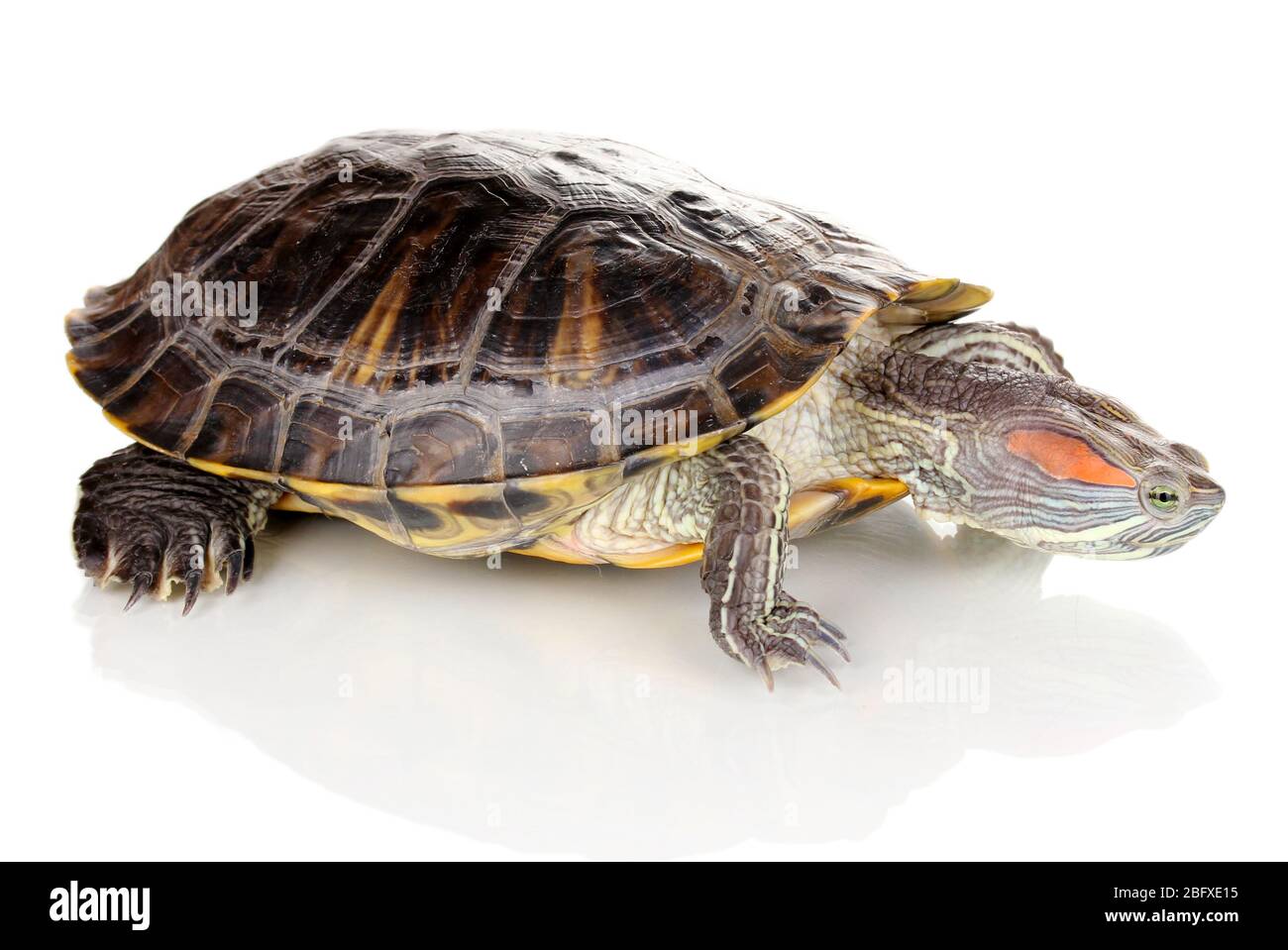 red ear turtle isolated on white Stock Photo - Alamy
