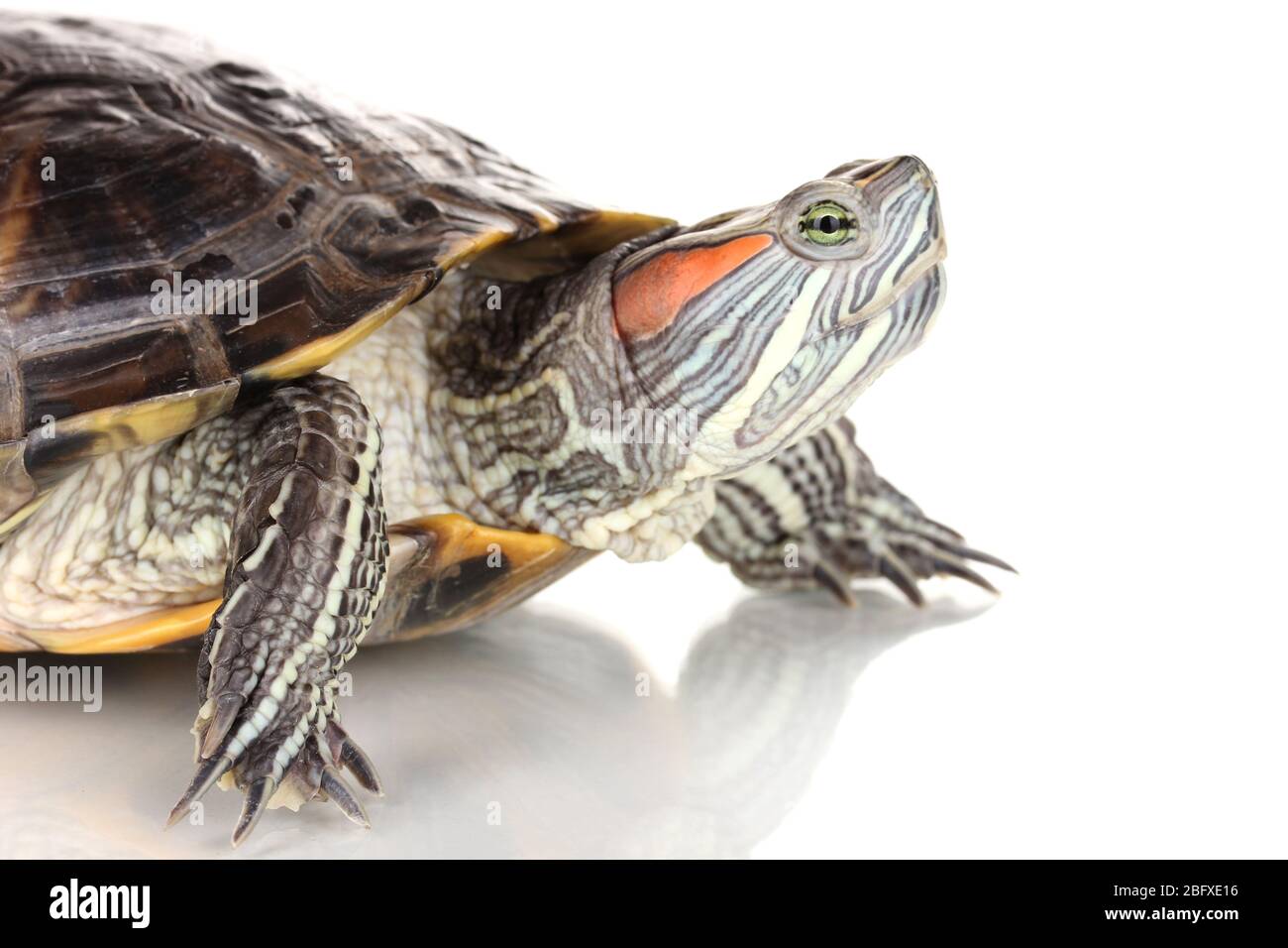 red ear turtle isolated on white Stock Photo - Alamy
