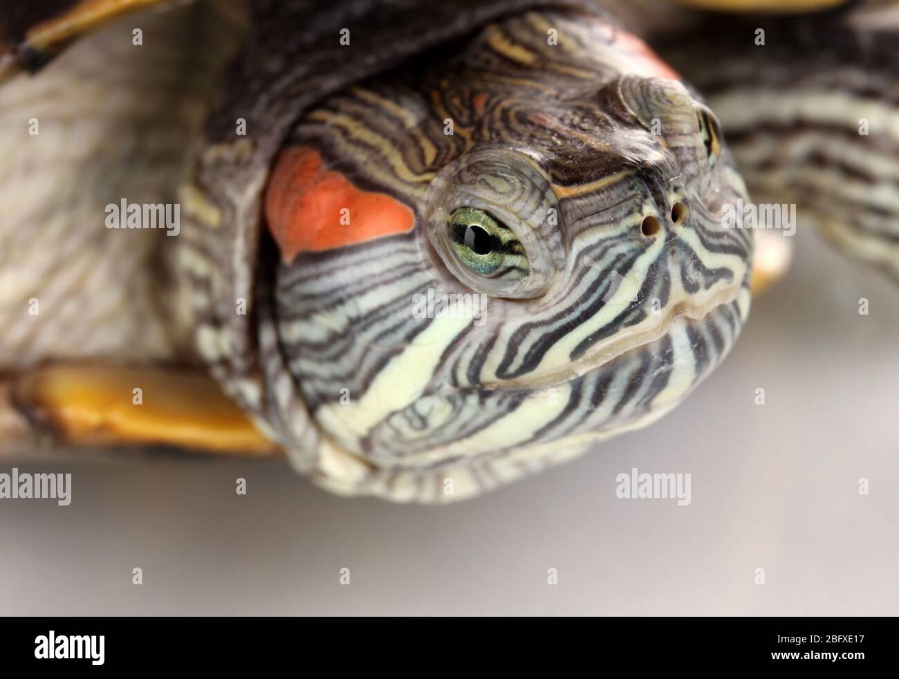 Redear hi-res stock photography and images - Alamy
