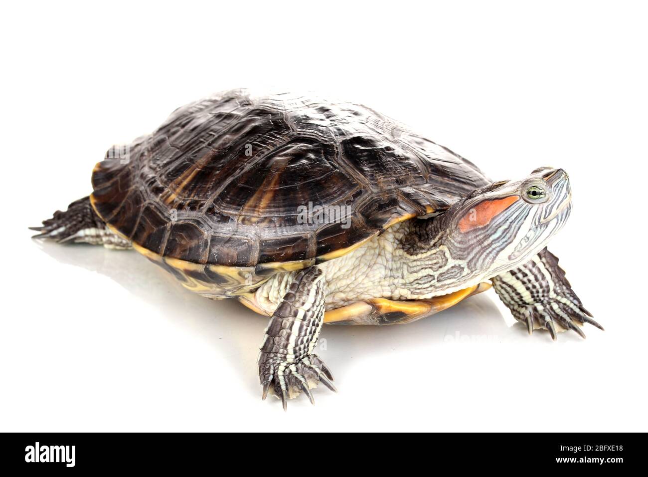 red ear turtle isolated on white Stock Photo - Alamy