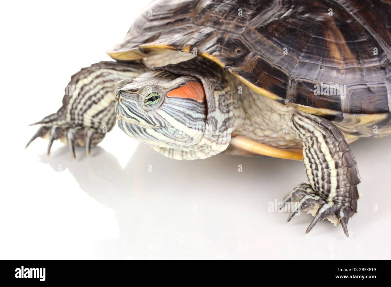 red ear turtle isolated on white Stock Photo - Alamy