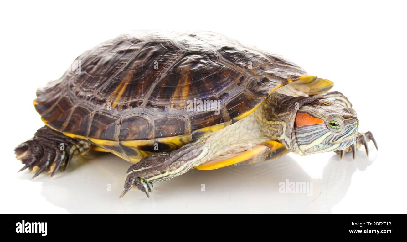red ear turtle isolated on white Stock Photo - Alamy