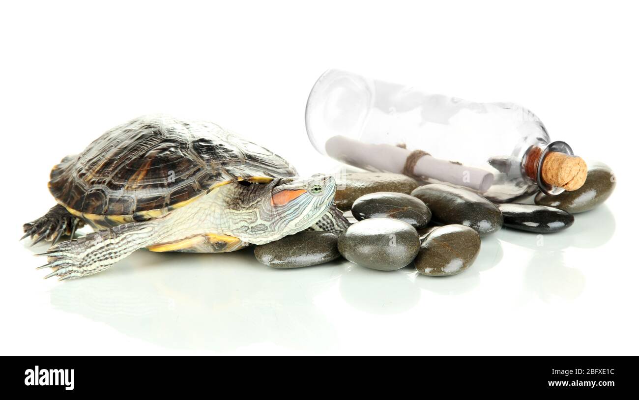 red ear turtle isolated on white Stock Photo - Alamy