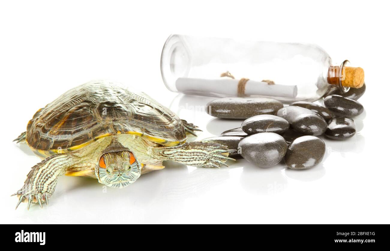 red ear turtle isolated on white Stock Photo - Alamy