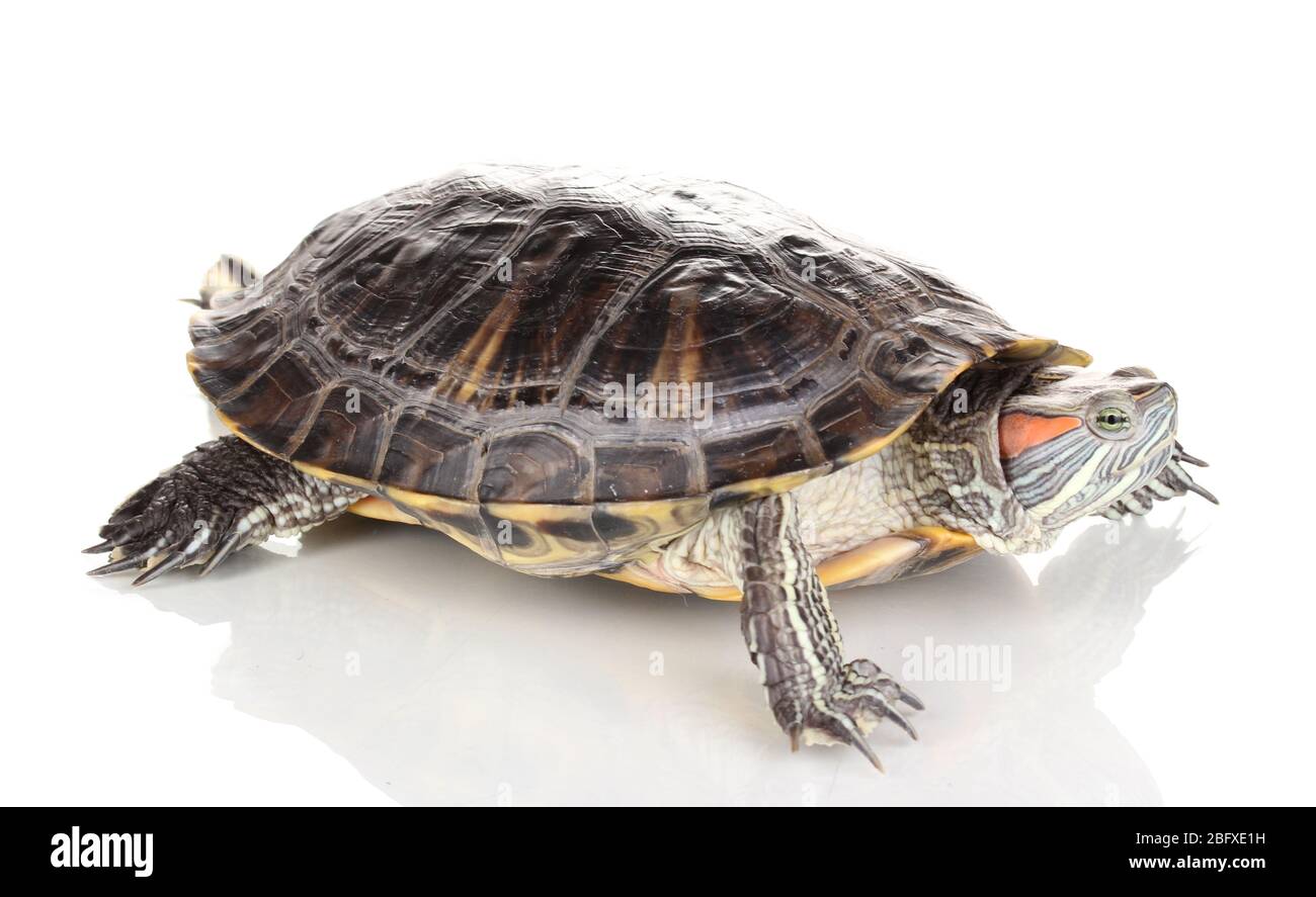 red ear turtle isolated on white Stock Photo - Alamy