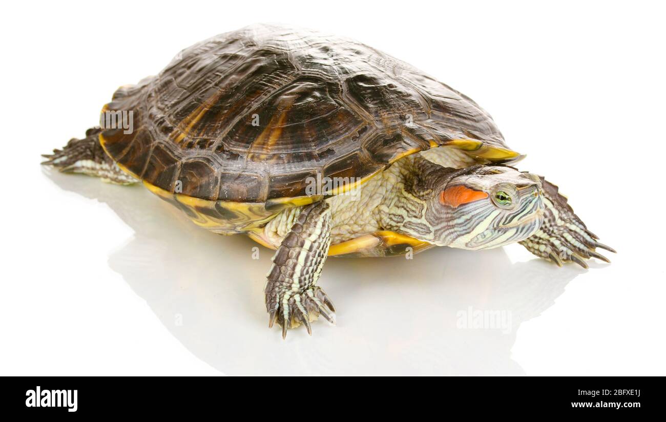 red ear turtle isolated on white Stock Photo - Alamy