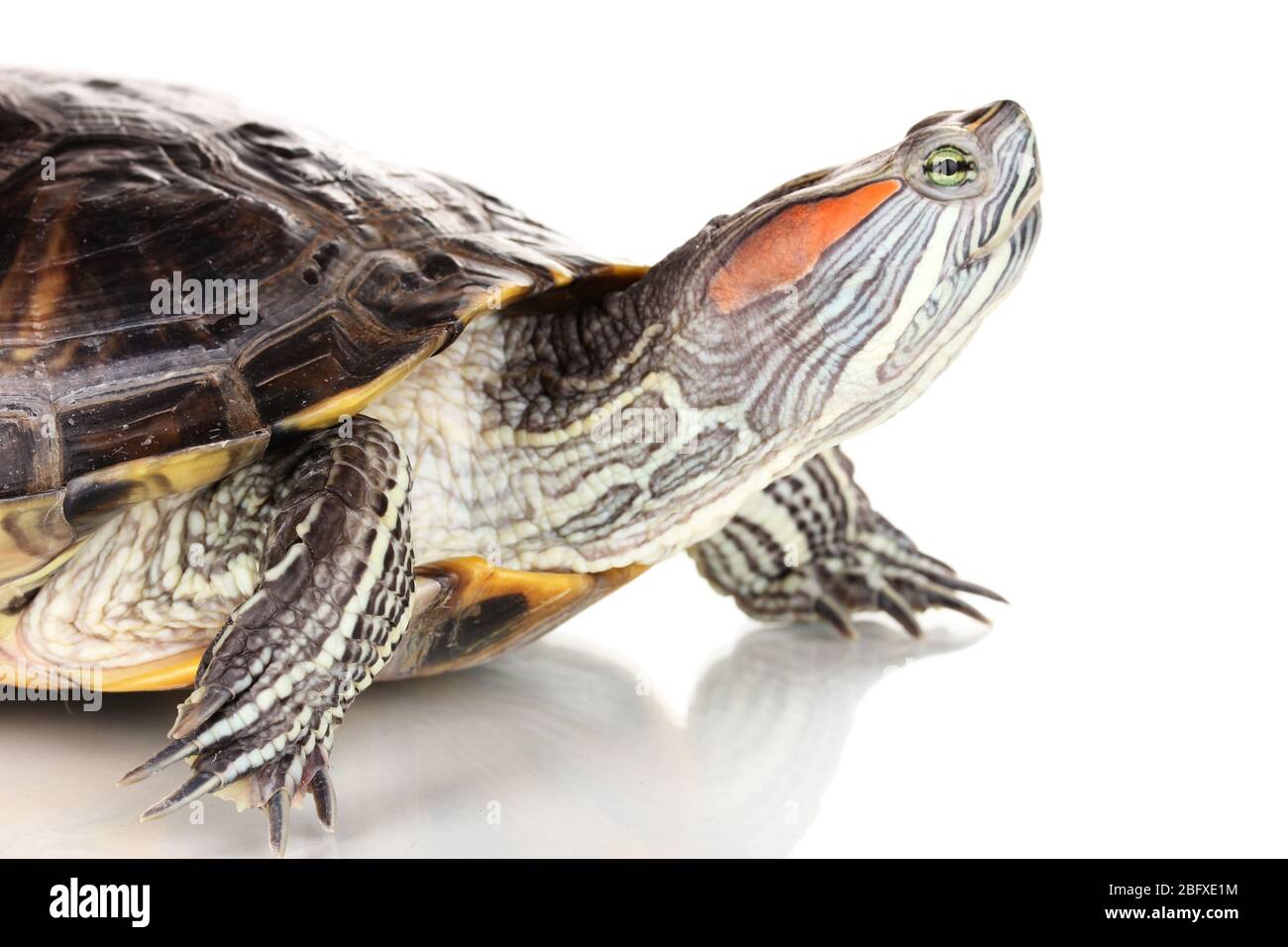 red ear turtle isolated on white Stock Photo - Alamy