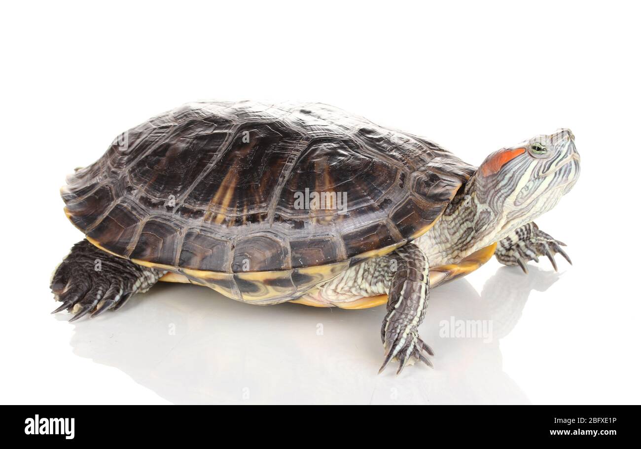red ear turtle isolated on white Stock Photo - Alamy