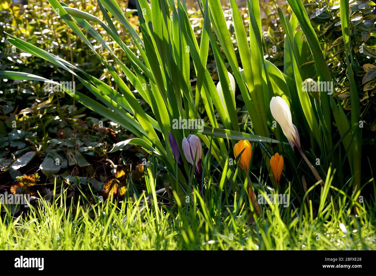 colorful crocus flowers in the garden in the bright sun Stock Photo - Alamy