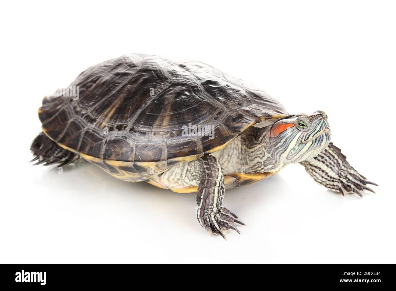 red ear turtle isolated on white Stock Photo - Alamy