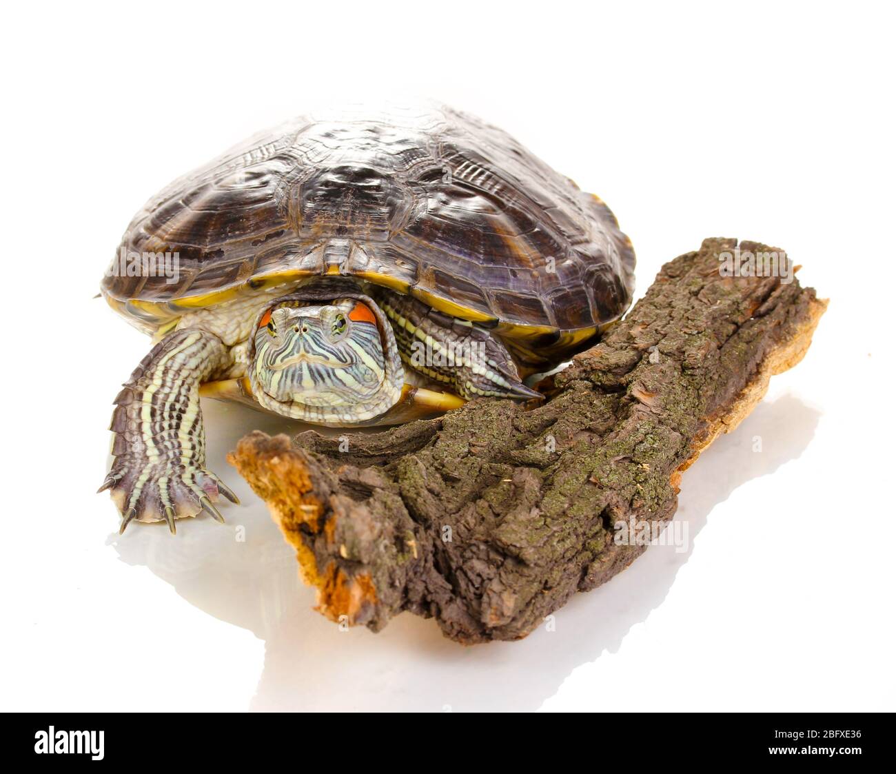 red ear turtle isolated on white Stock Photo - Alamy