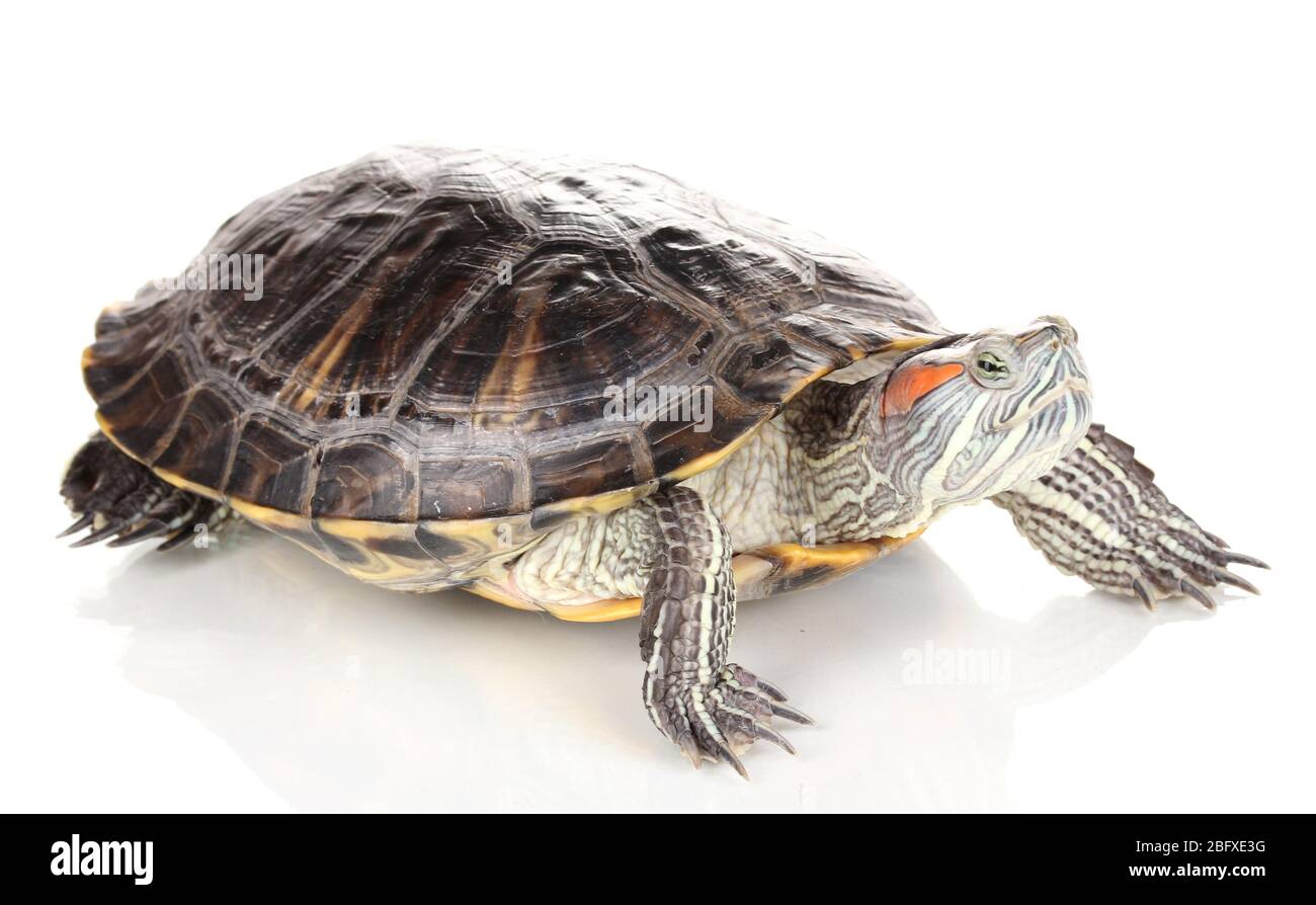red ear turtle isolated on white Stock Photo - Alamy