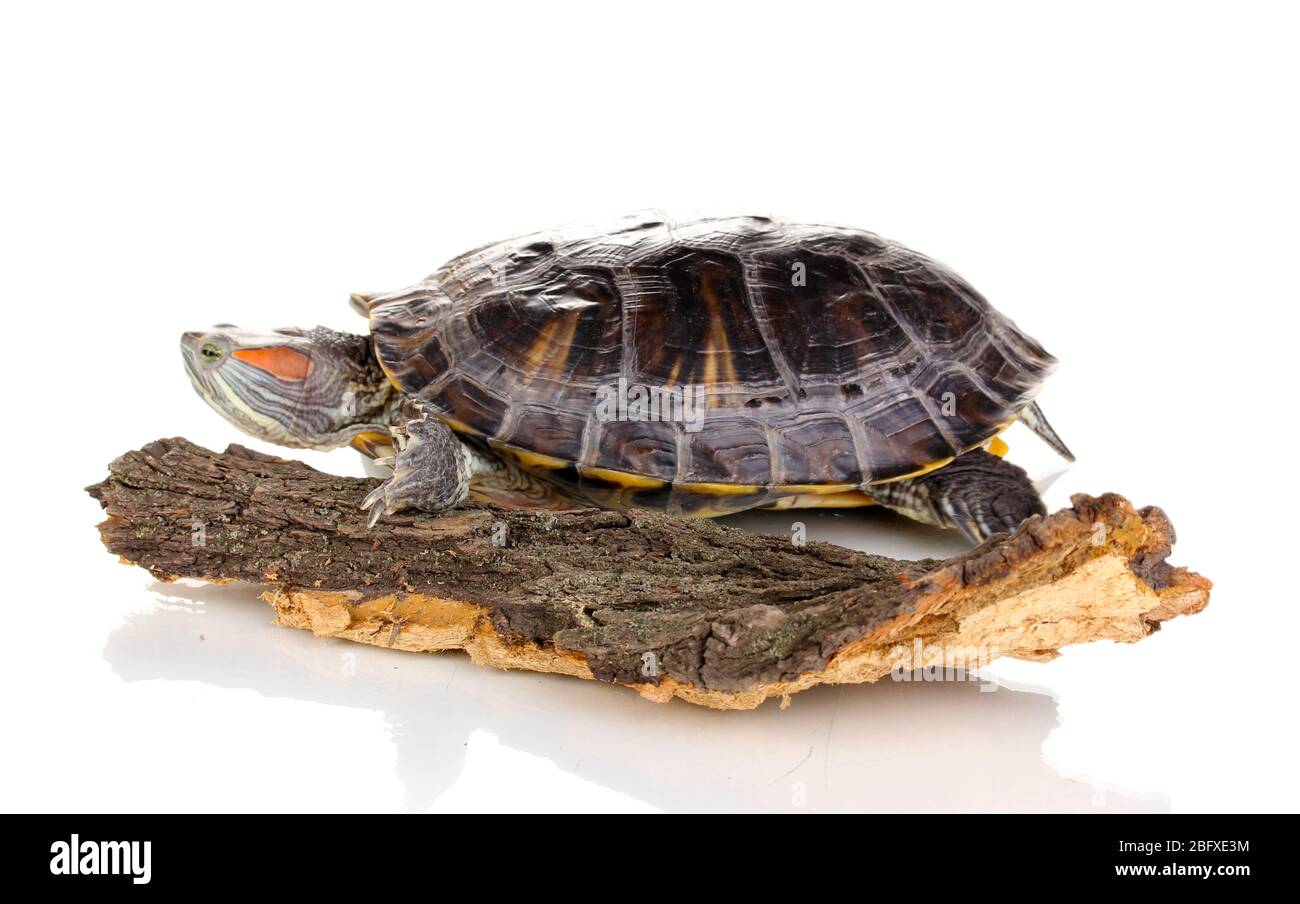 red ear turtle isolated on white Stock Photo - Alamy