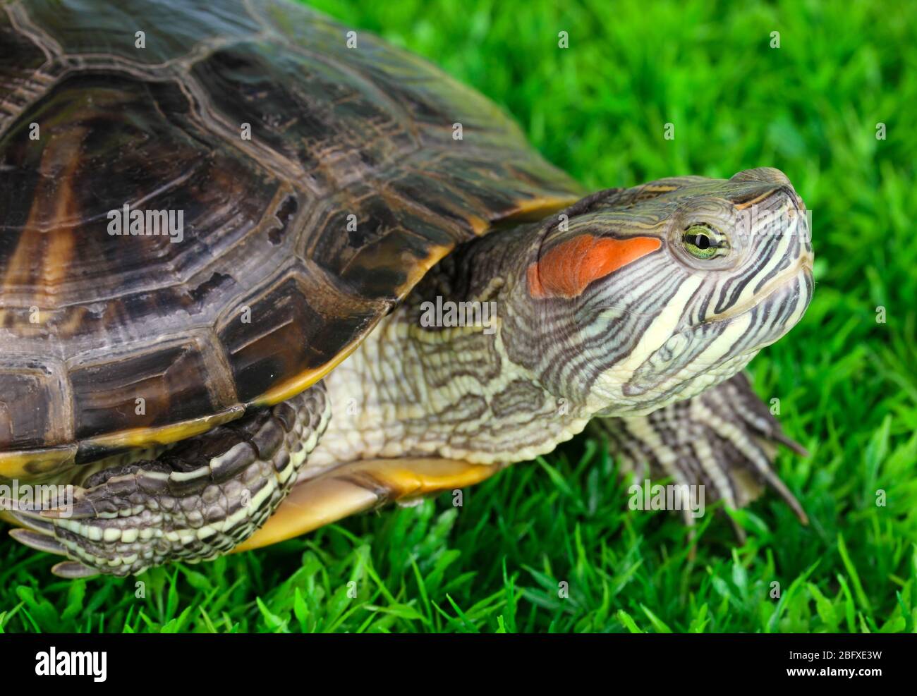 Red Ear Turtle High Resolution Stock Photography and Images - Alamy