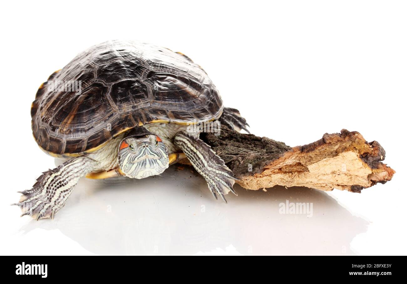 red ear turtle isolated on white Stock Photo - Alamy