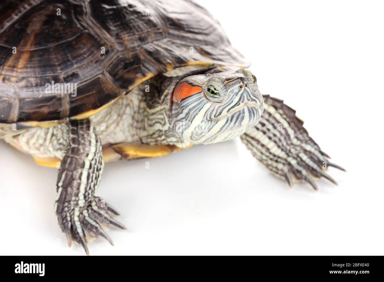 red ear turtle isolated on white Stock Photo - Alamy