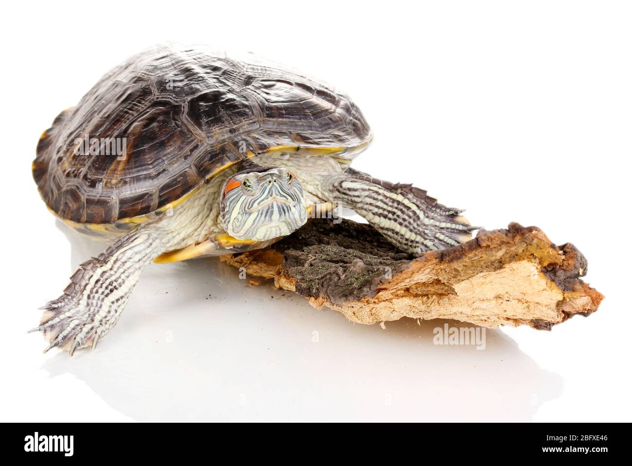 red ear turtle isolated on white Stock Photo - Alamy