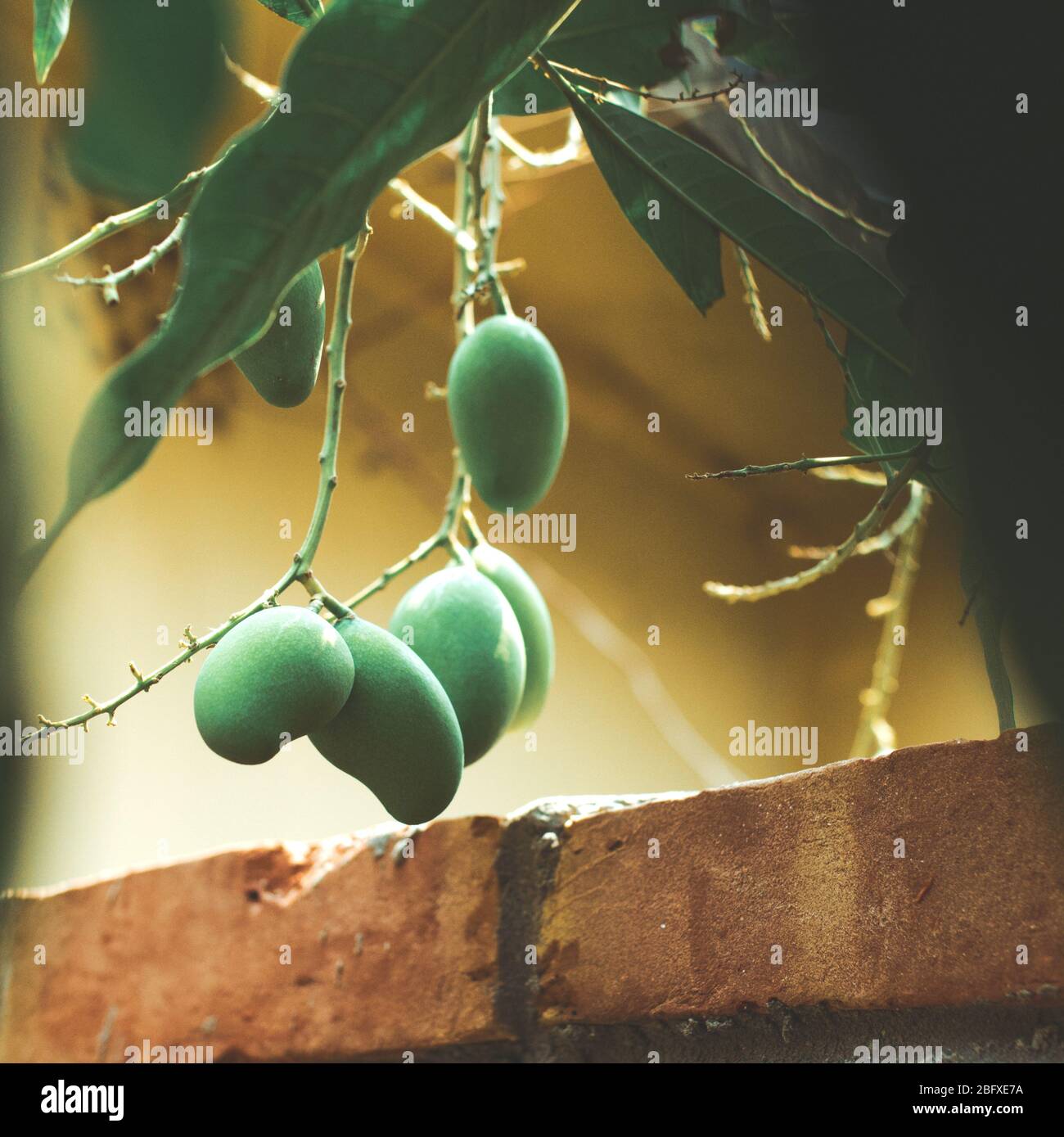 Mango fruit bunch on the tree. Close - up. Ripe mangoes on the tree ...