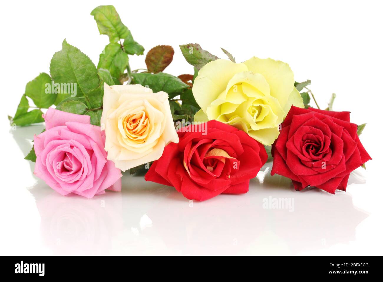 Beautiful colorful roses isolated on white Stock Photo - Alamy