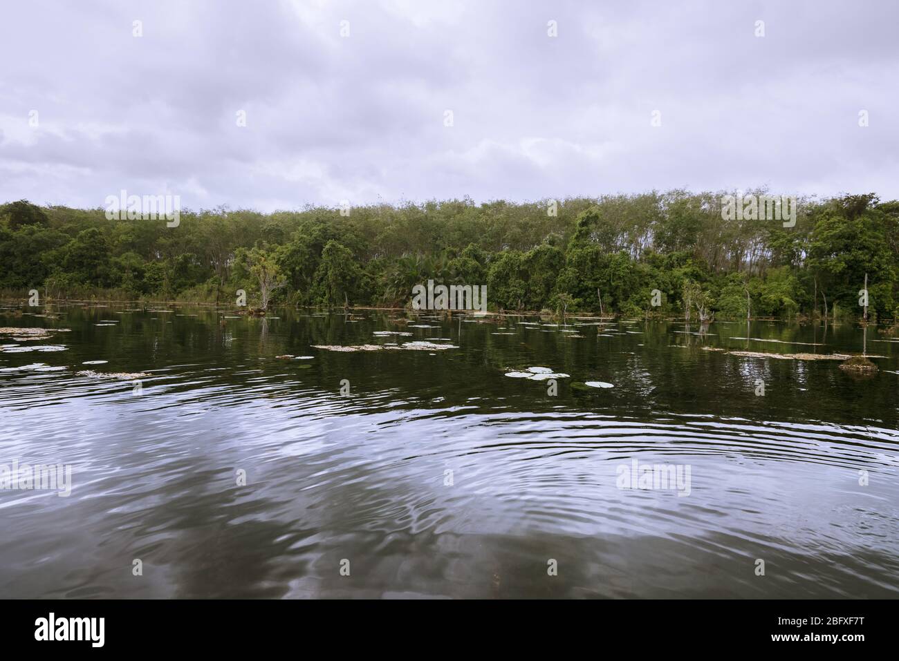 View of the bush in wetlands and reflection in the water Stock Photo ...