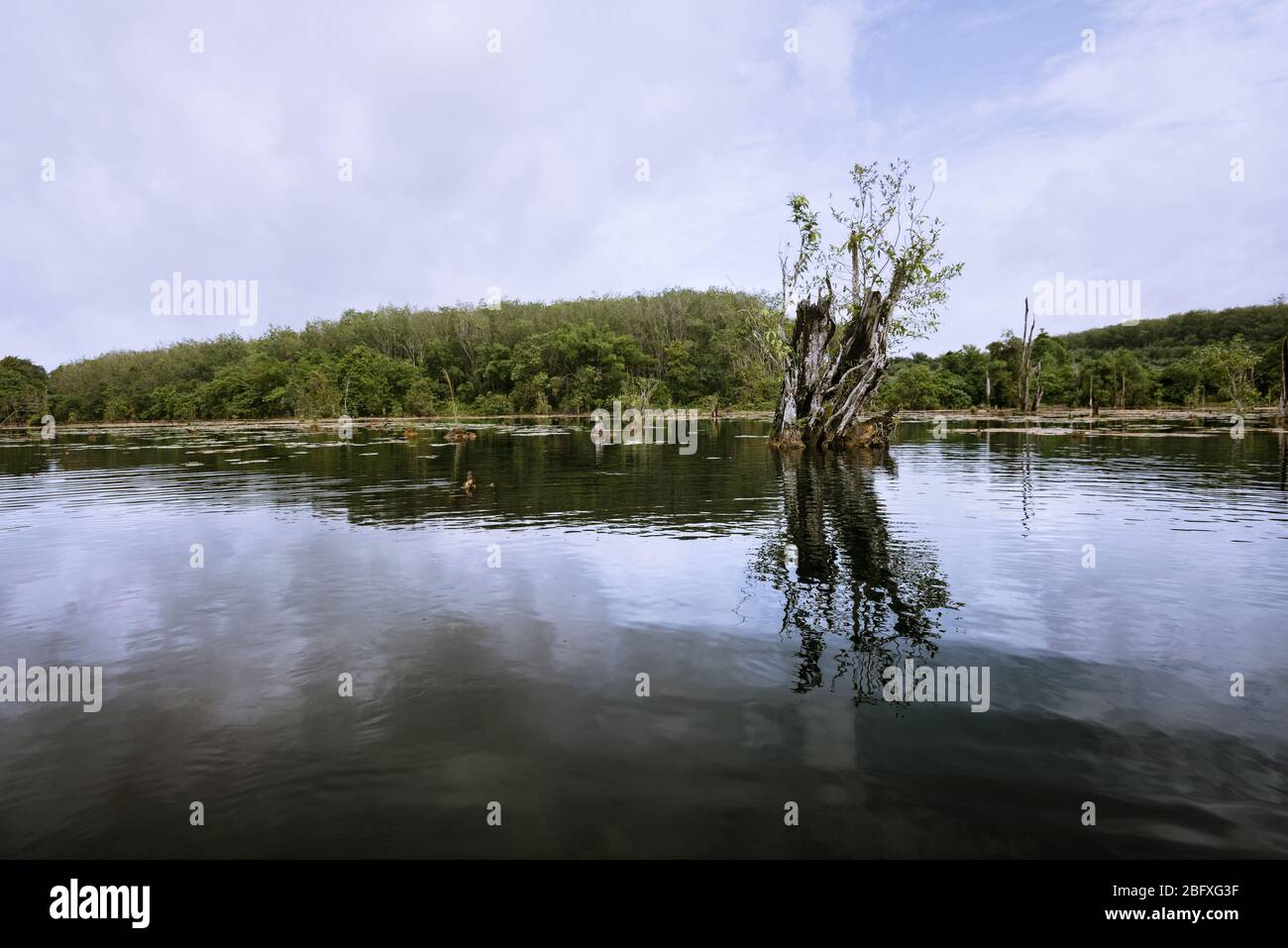 View of the bush in wetlands and reflection in the water Stock Photo ...