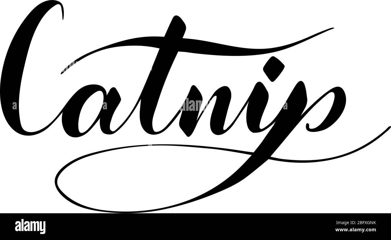 Catnip herb Stock Vector Images - Alamy