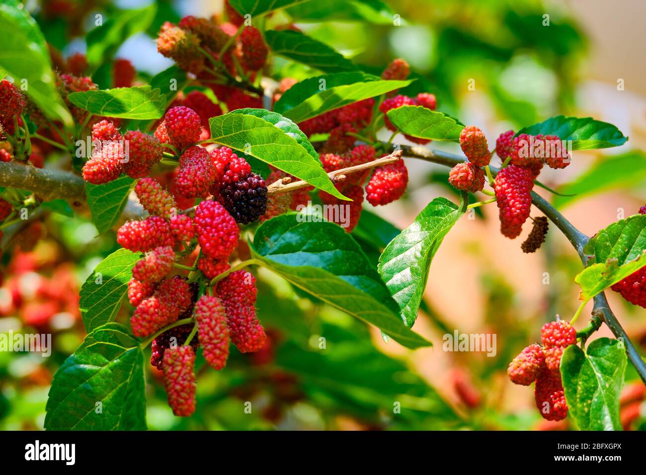 Mulberry tree branch ripening hi-res stock photography and images - Alamy