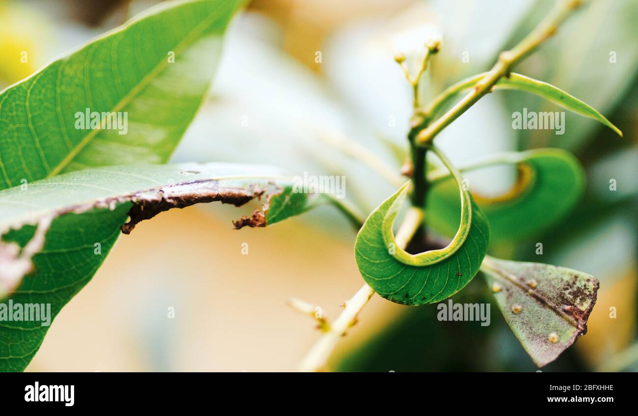 Emerging leaf. Mango emerging single leaf. Close - up photo Stock Photo ...