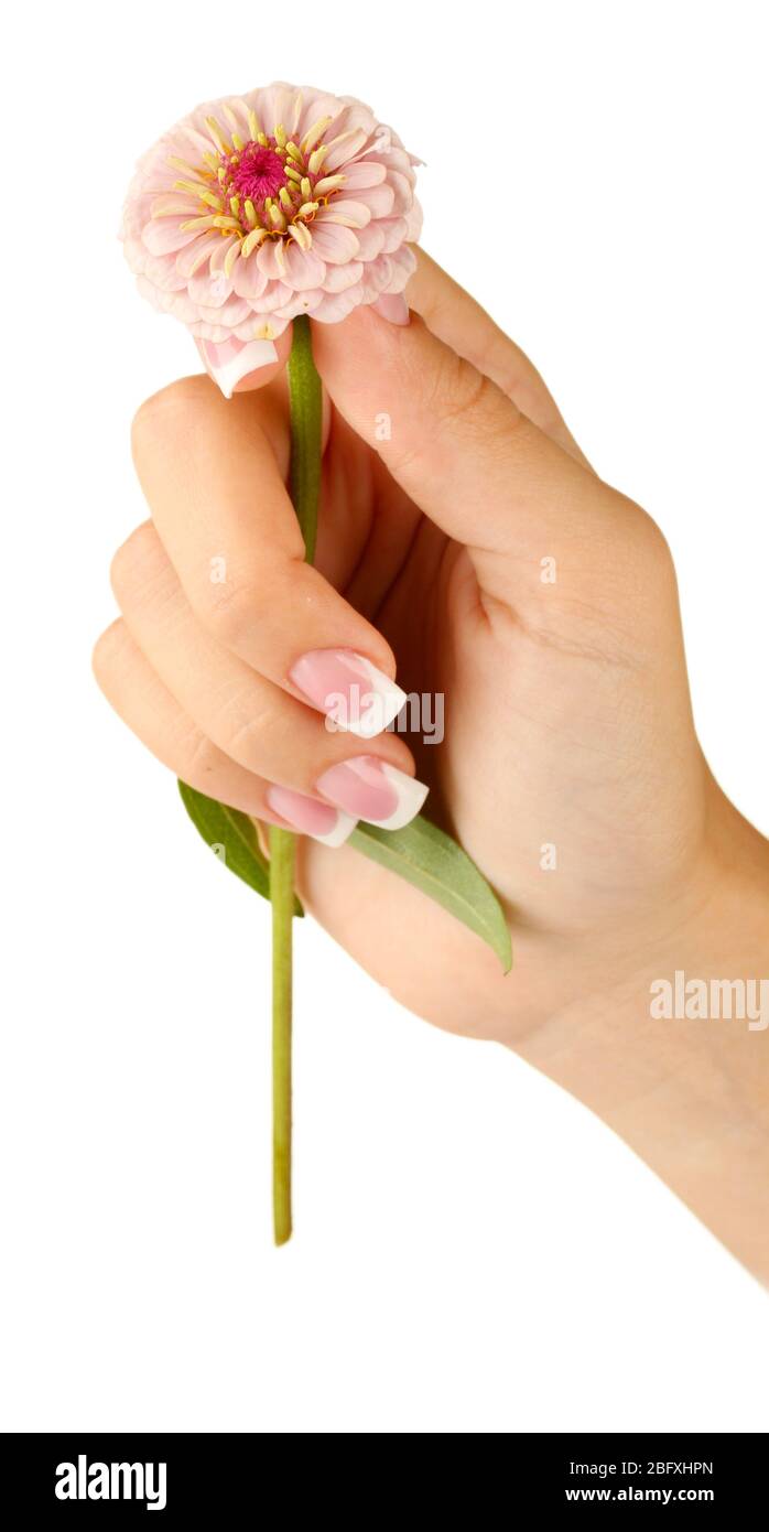 Pink flower with woman's hand on white background Stock Photo - Alamy