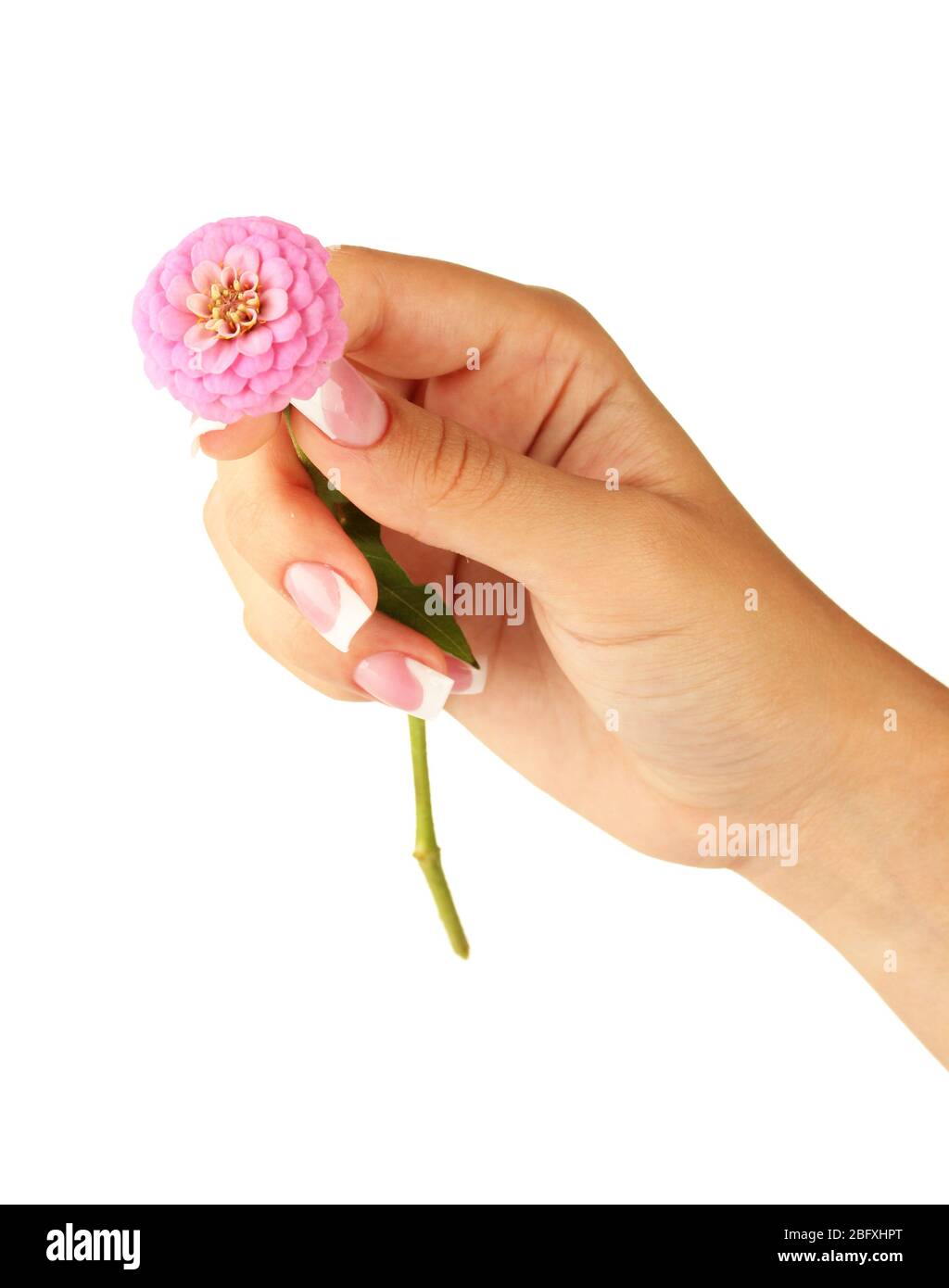 Pink flower with woman's hand on white background Stock Photo - Alamy