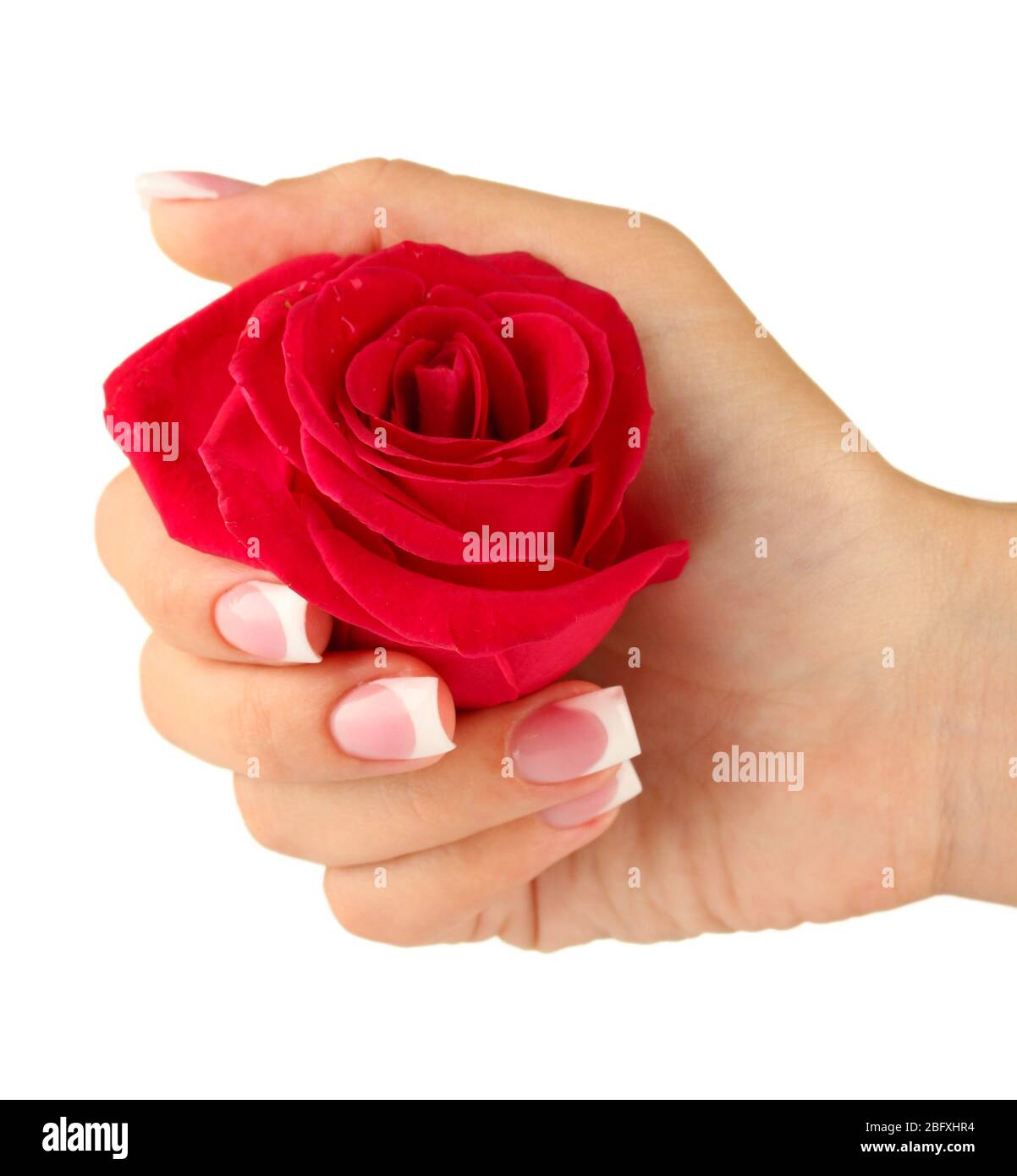 Red rose with woman's hand on white background Stock Photo - Alamy
