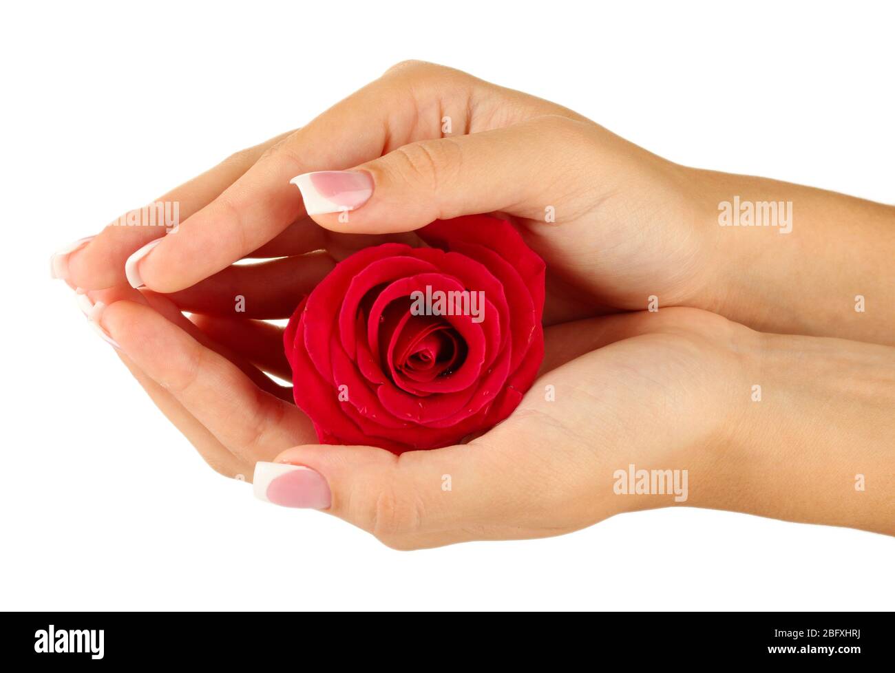 Red rose with hands on white background Stock Photo - Alamy