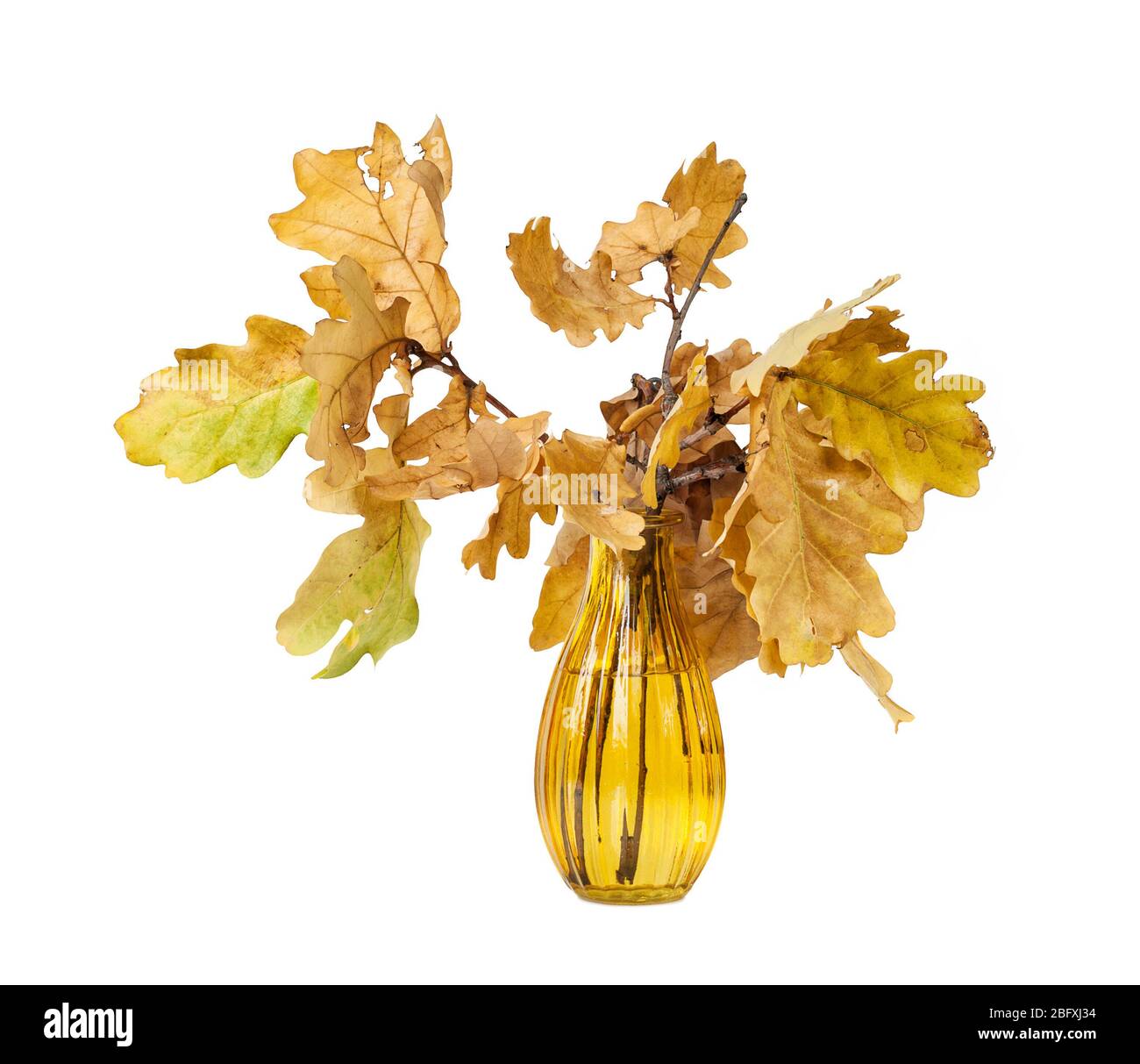 Dry oak branch in Cut Out Stock Images & Pictures - Alamy