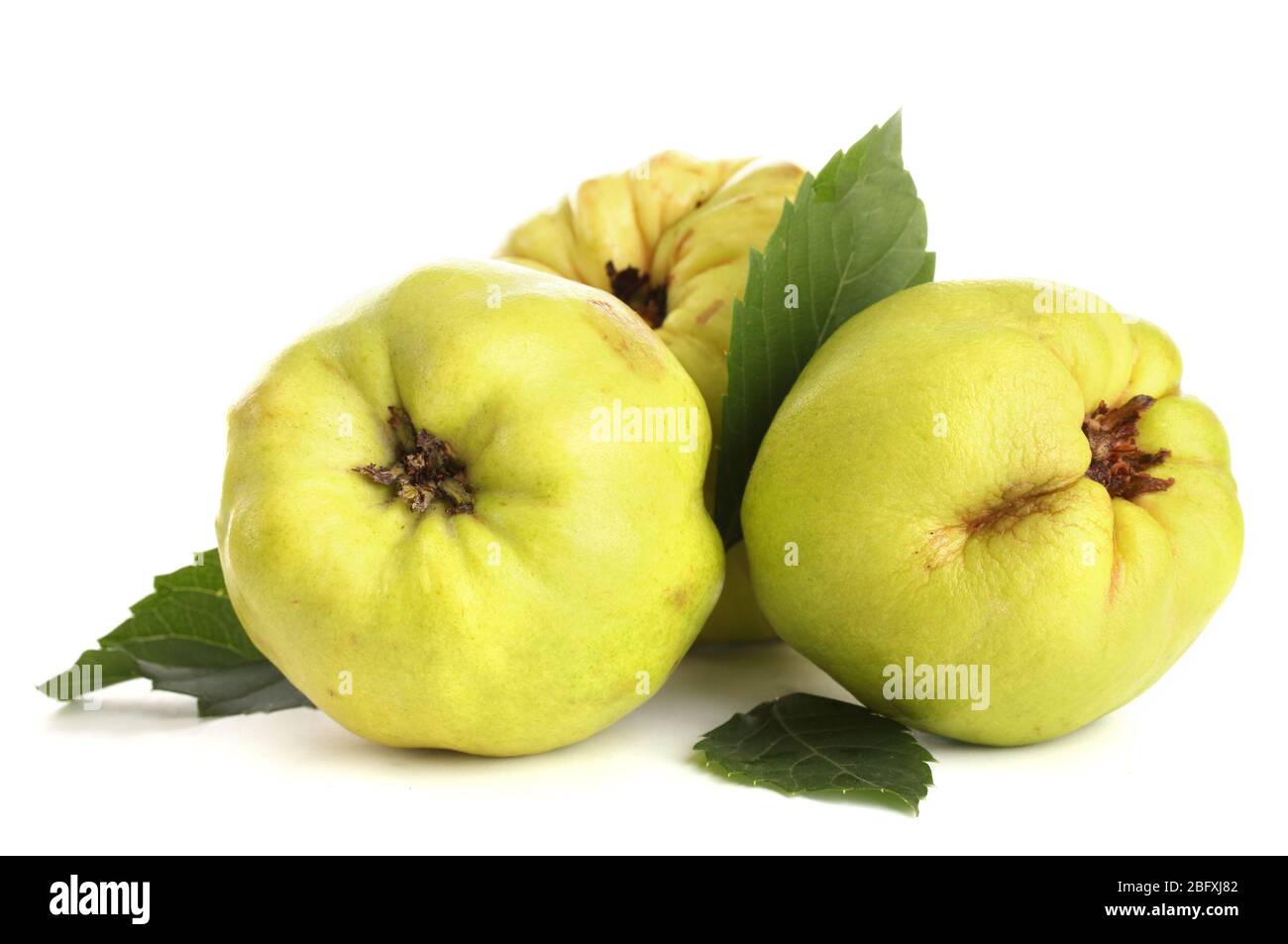 Ripe quinces leaves on Cut Out Stock Images & Pictures - Alamy