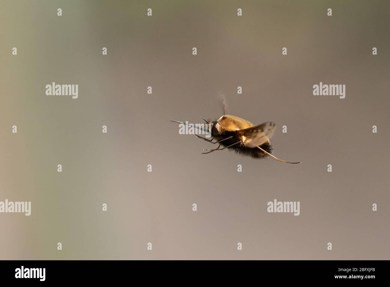 Bug with long proboscis hi-res stock photography and images - Alamy