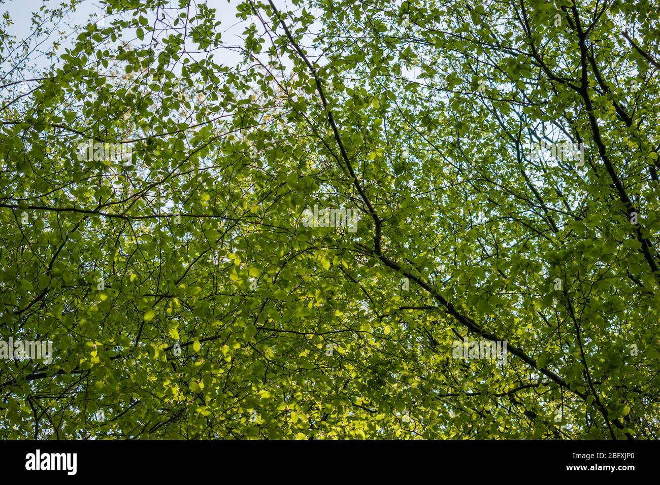 Canopy view hi-res stock photography and images - Alamy